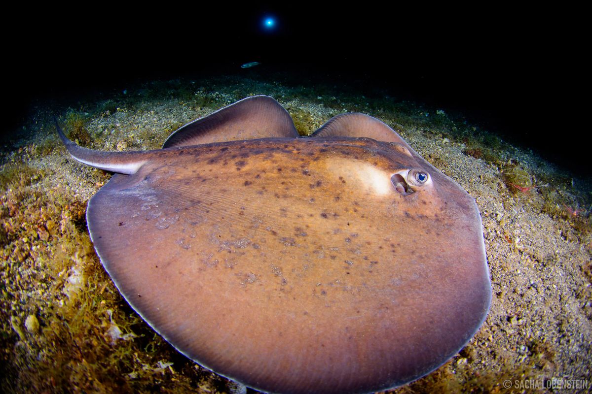 Macaronesian Divers Tenerife | Centros de buceo | Tenerife