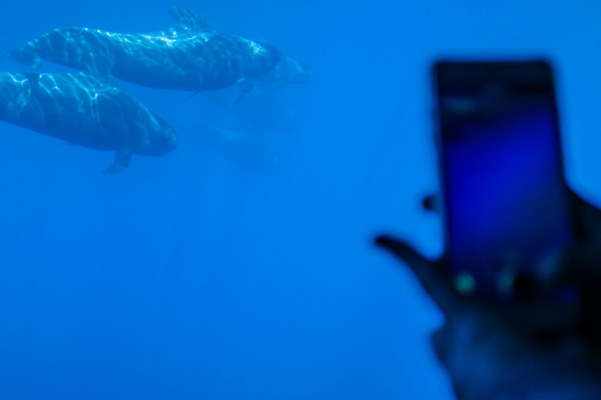 Catamarán Royal Delfin | Empresas de actividades | Tenerife