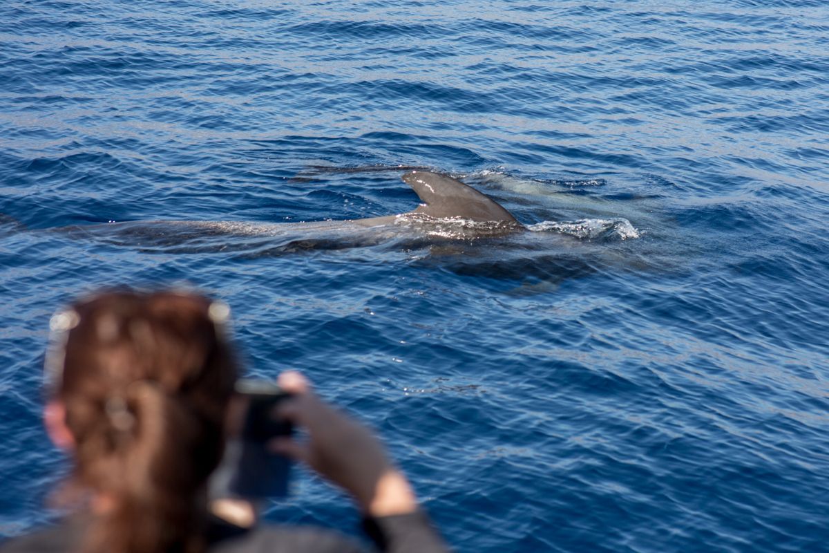 Catamarán Royal Delfin | Empresas de actividades | Tenerife