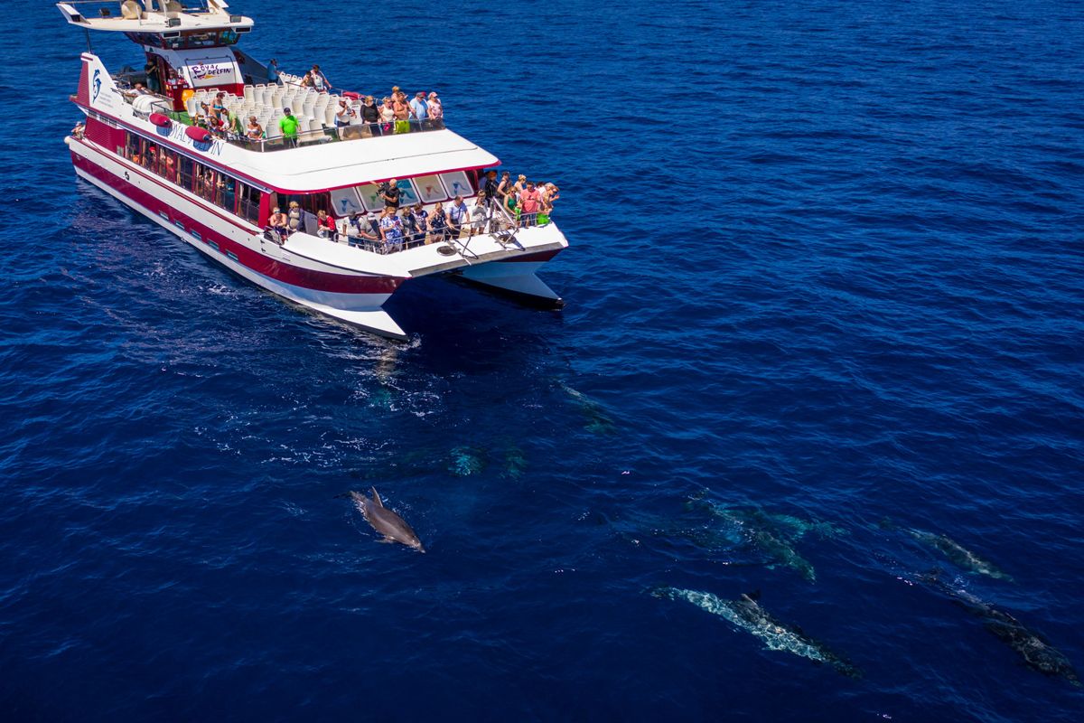 Catamarán Royal Delfin | Empresas de actividades | Tenerife