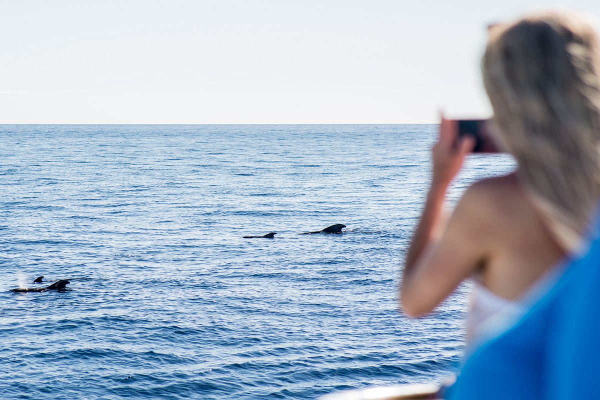 Catamarán Royal Delfin | Empresas de actividades | Tenerife