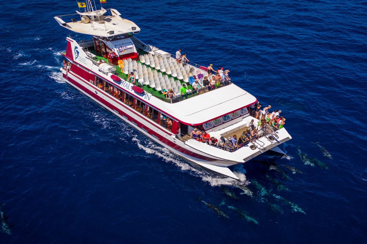 Catamarán Royal Delfin | Empresas de actividades | Tenerife