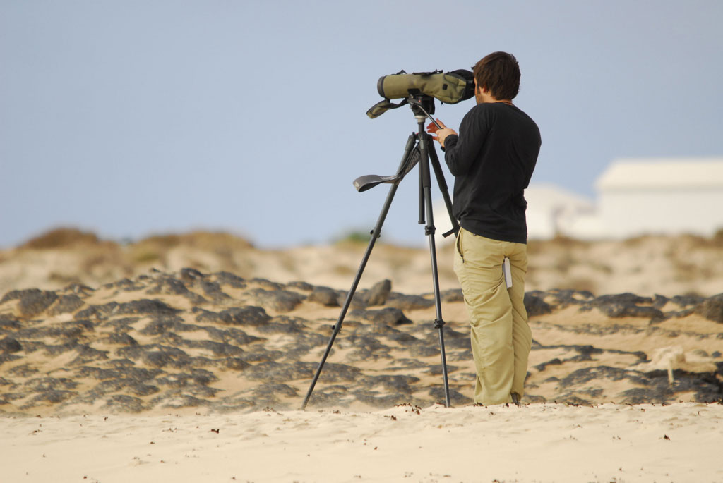 Avistamiento de aves en Tenerife: Dónde hacer birdwatching