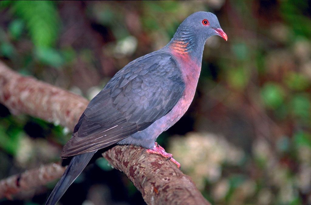 Avistamiento de aves en Tenerife: Dónde hacer birdwatching