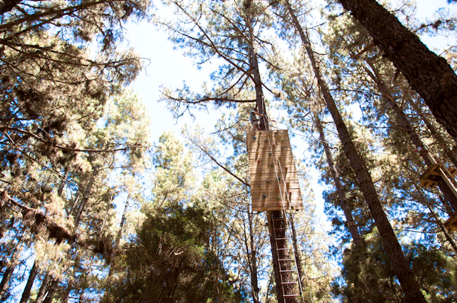 Forestal Park Tenerife | Parques de ocio | Tenerife